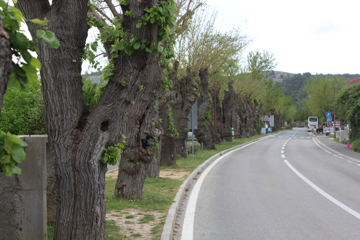 Murva iz Skradinskog buka natječe se za europsko stablo godine ...